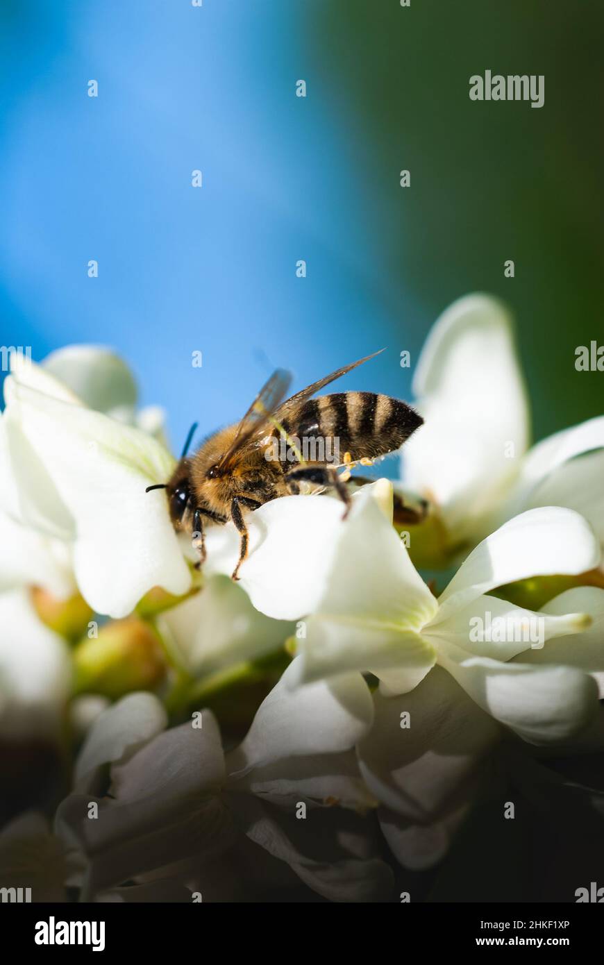bee hovering over the cherry flower Stock Photo - Alamy