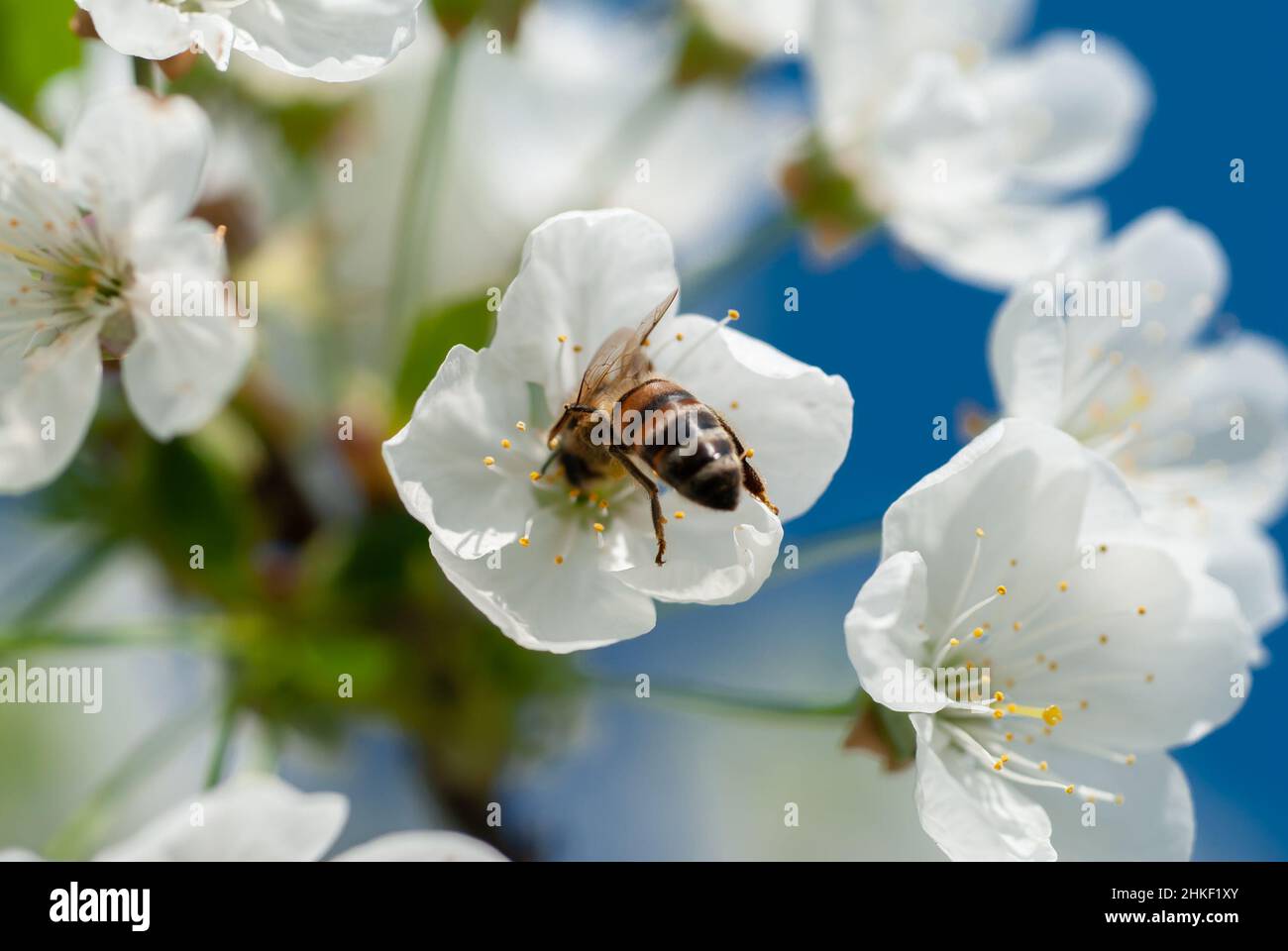 bee hovering over the cherry flower Stock Photo - Alamy