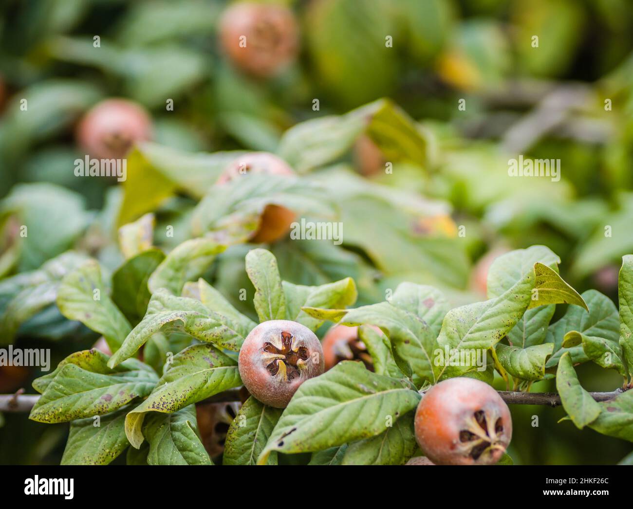 Medlar branches hi-res stock photography and images - Alamy
