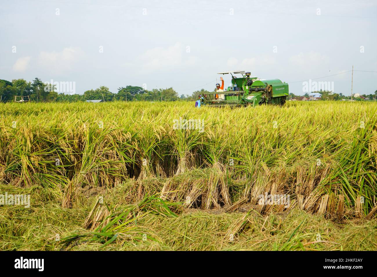Pati, Indonesia - May, 2023 : Automatic rice harvester machine is being ...