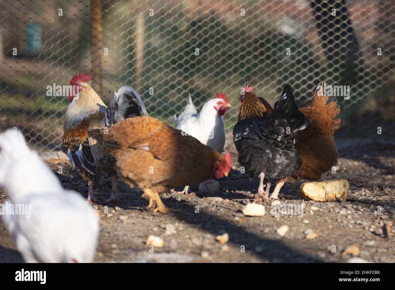 Group of Hens of Various Colors inside a Farmhouse Stock Photo - Alamy