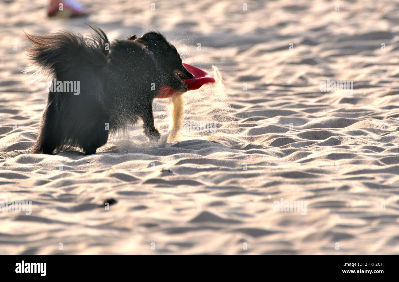 a dog running after the puck on a sunny beach Stock Photo - Alamy