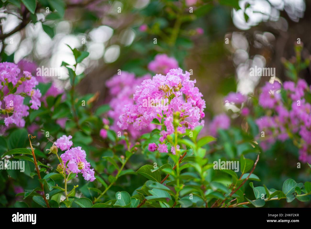 pink myrtle flowers in the botanical garden of batumi Stock Photo - Alamy