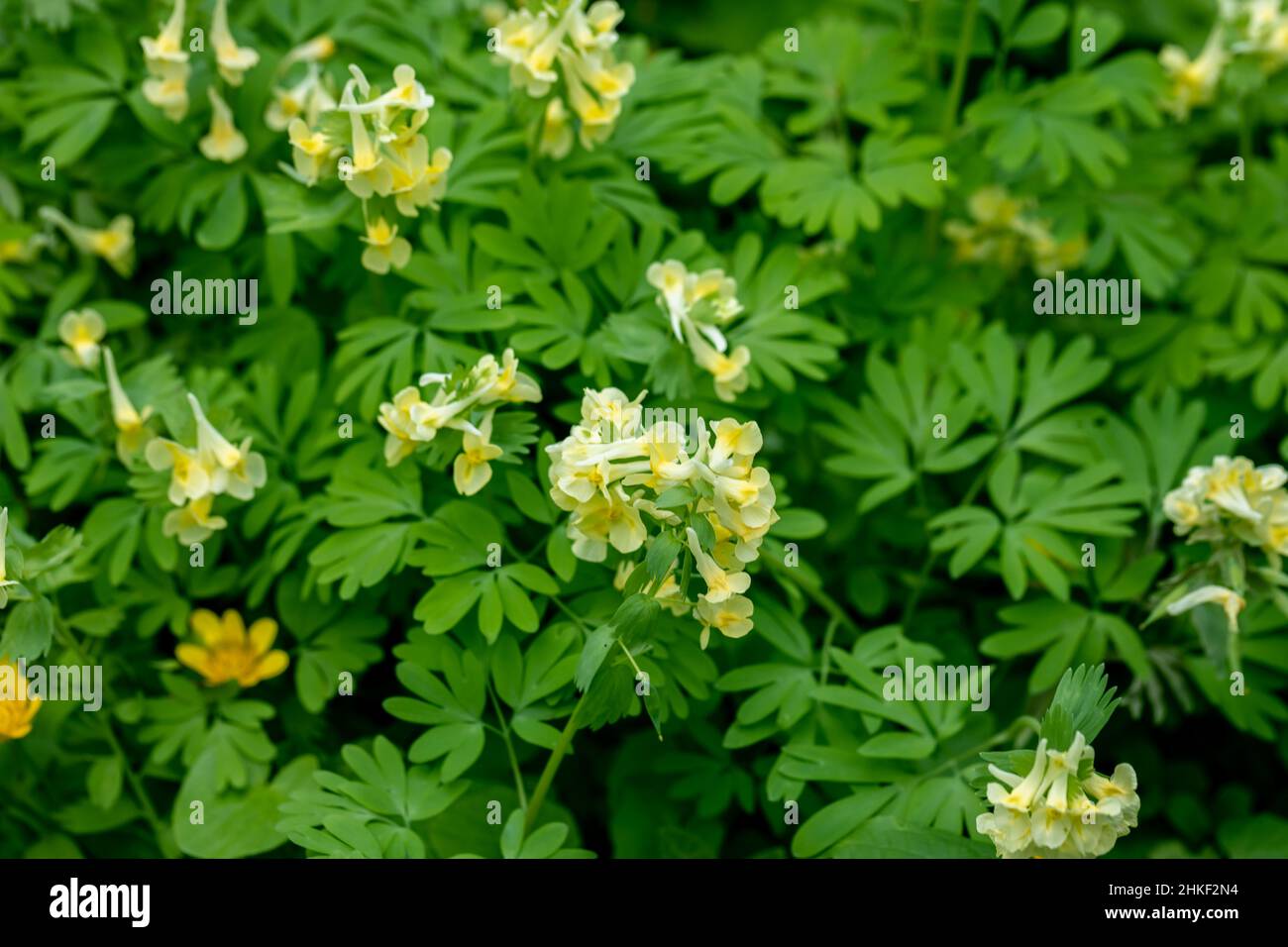 Brunnera macrophylla. Large green leaves and inflorescences with small ...