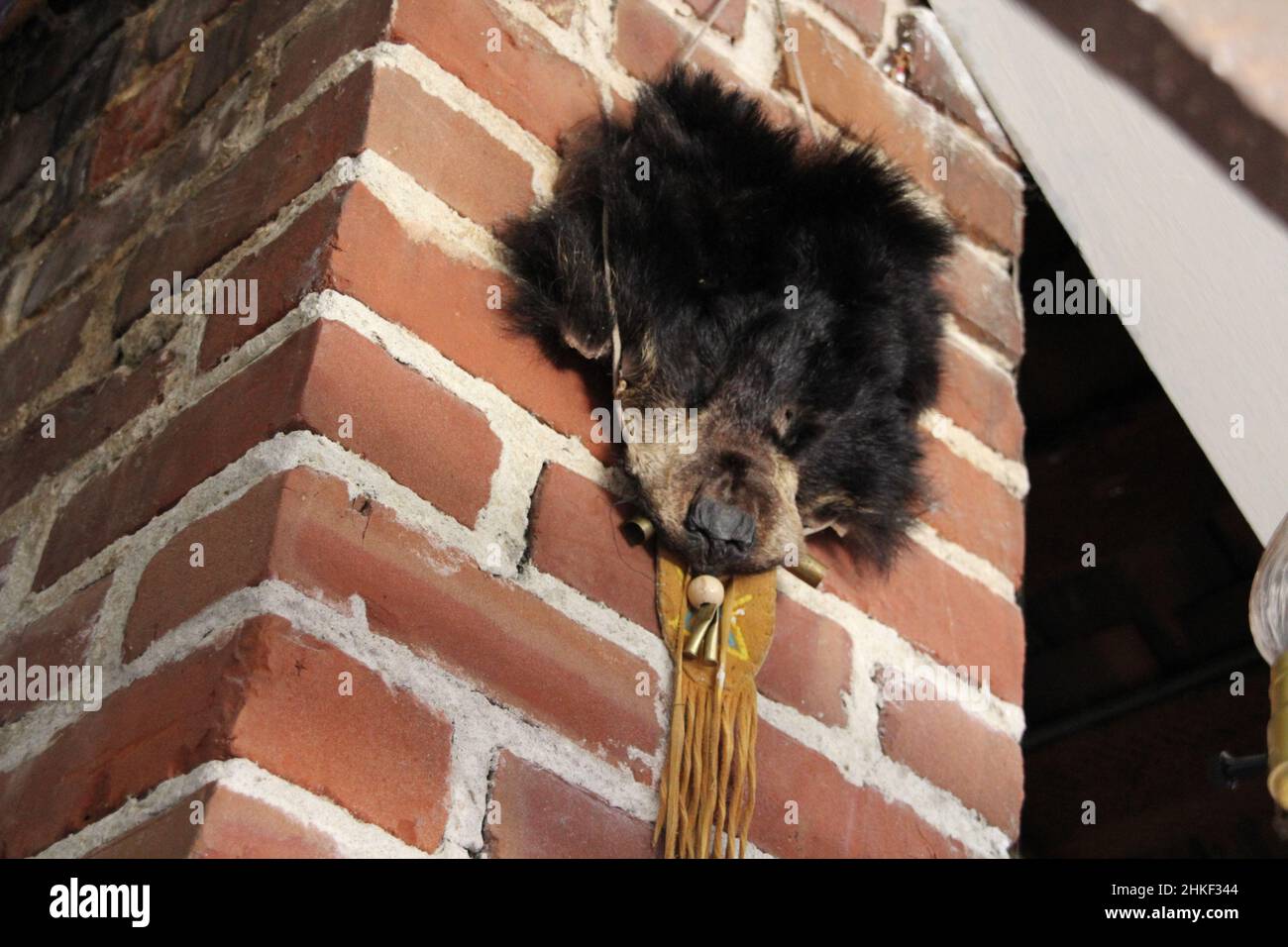 A closeup of a head of Spectacled bear on a brick concrete wall Stock ...
