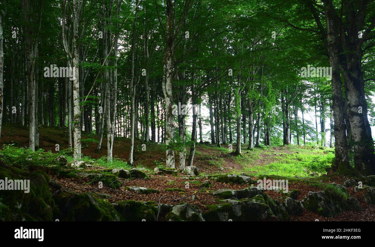 The wonderful world of forests in spring Stock Photo - Alamy