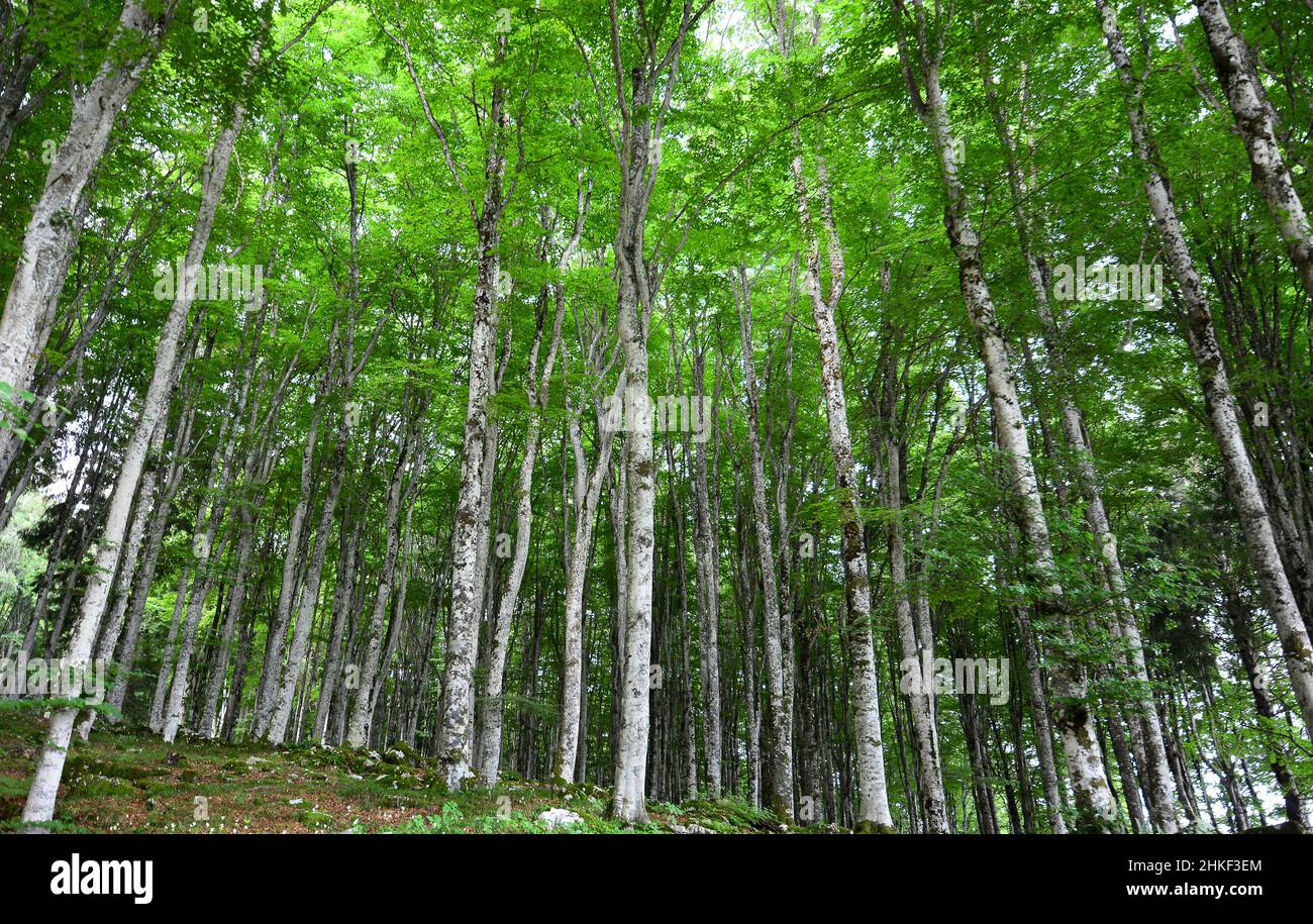 The wonderful world of forests in spring Stock Photo - Alamy