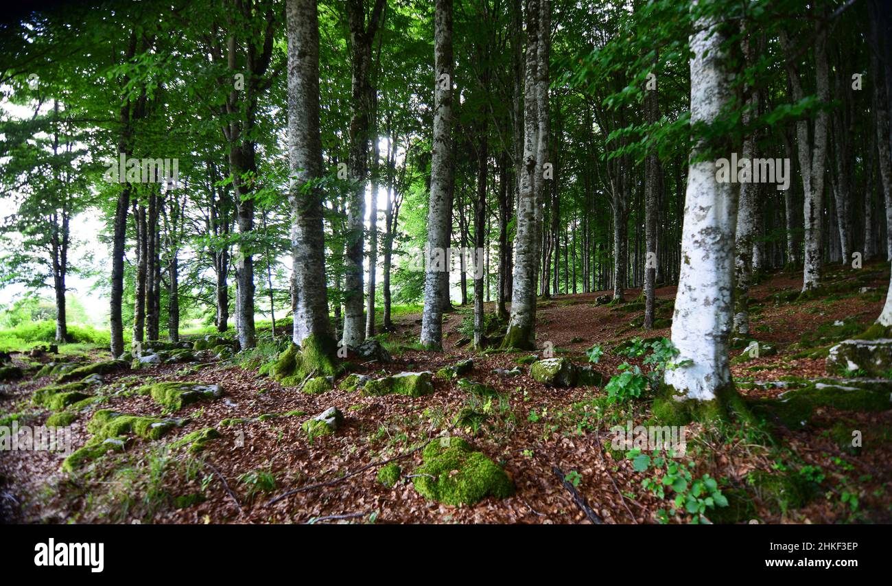 The wonderful world of forests in spring Stock Photo - Alamy