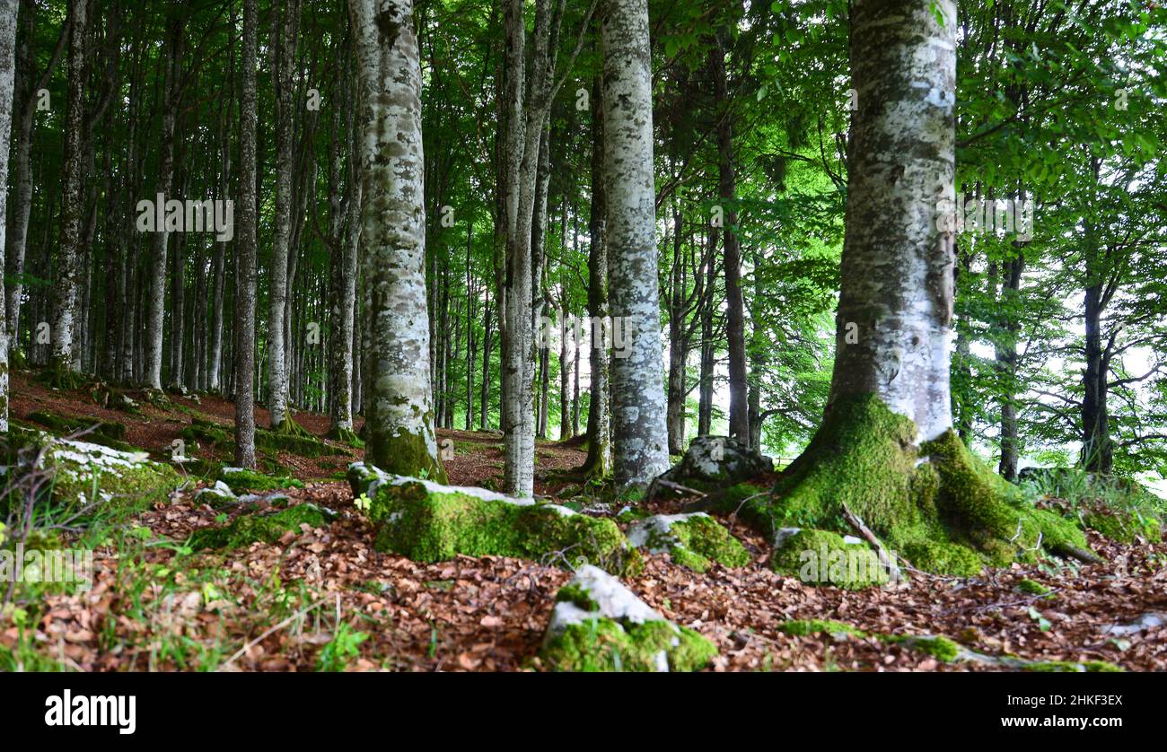 The wonderful world of forests in spring Stock Photo - Alamy