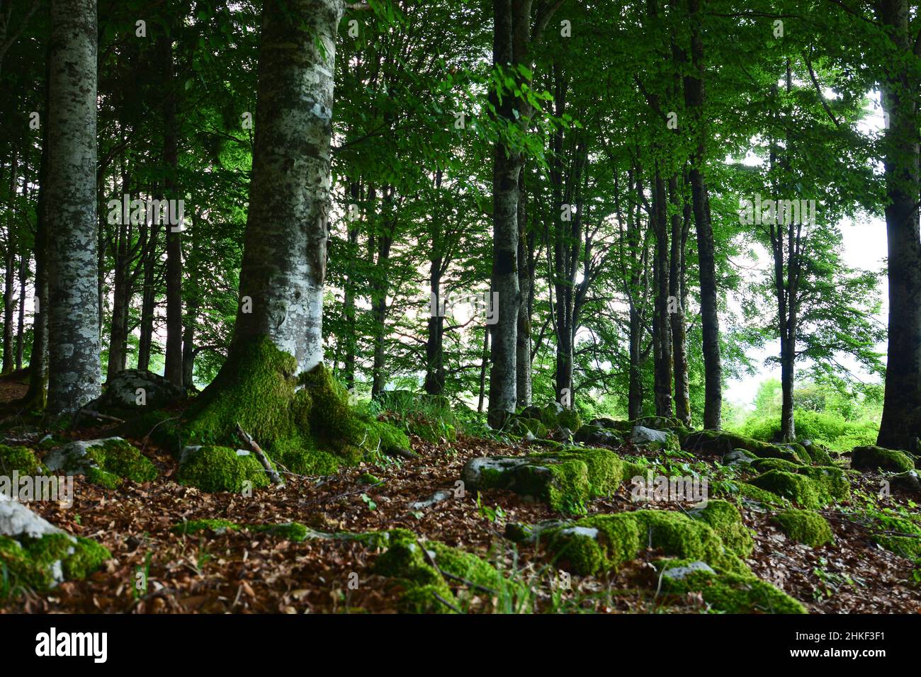 The wonderful world of forests in spring Stock Photo - Alamy