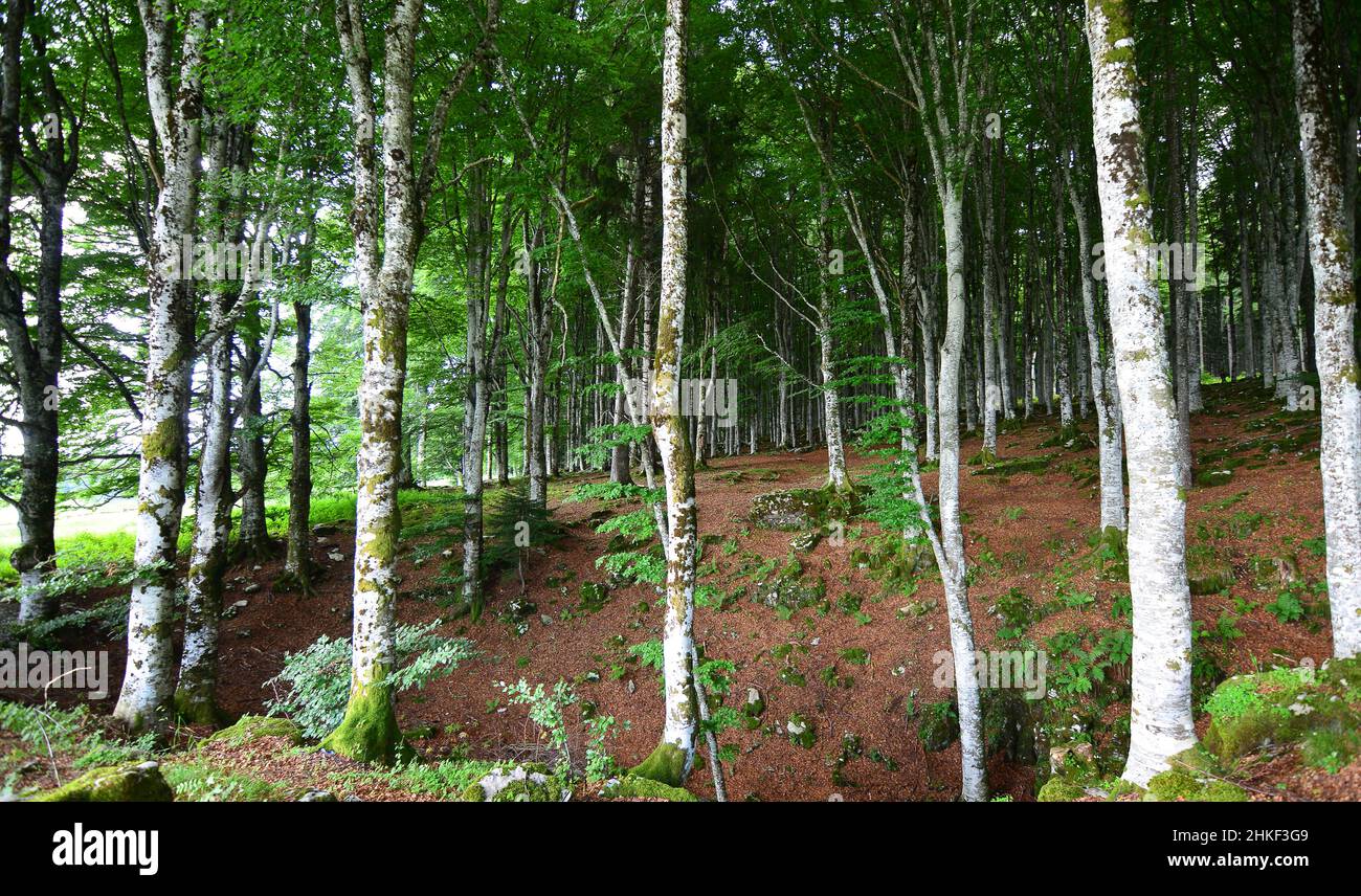 The wonderful world of forests in spring Stock Photo - Alamy