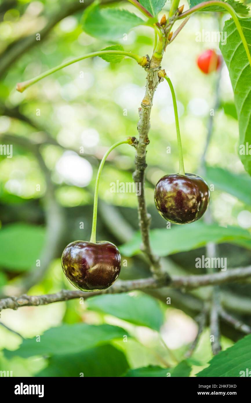 Ripe cherry fruits in the tree canopy, on a plantation Stock Photo - Alamy