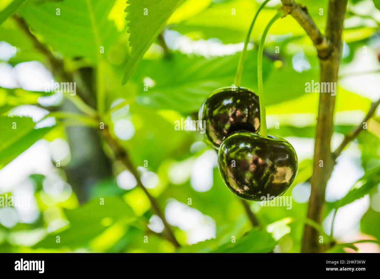 Ripe cherry fruits in the tree canopy, on a plantation Stock Photo - Alamy