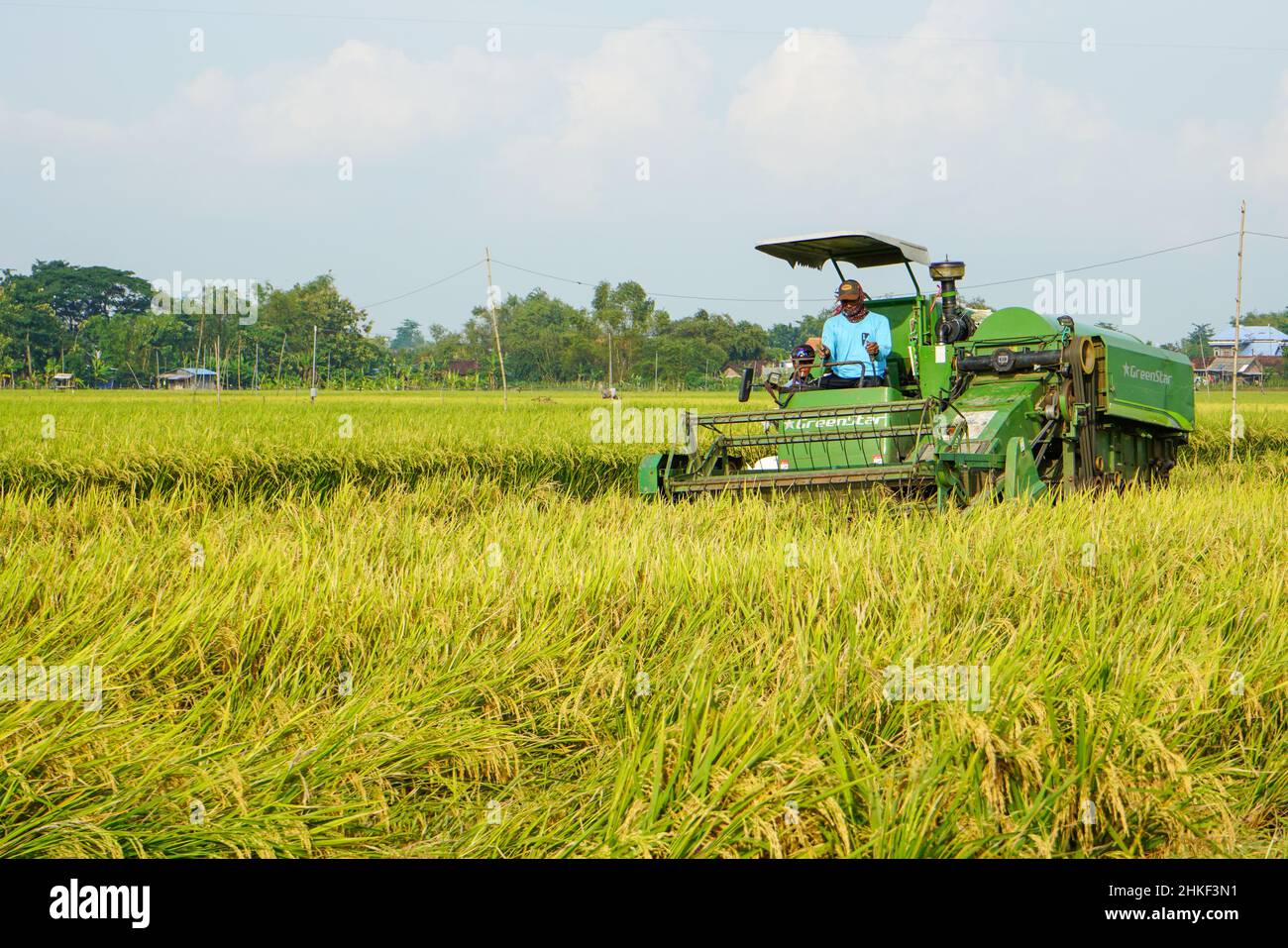 Pati, Indonesia - May, 2023 : Automatic rice harvester machine is being ...