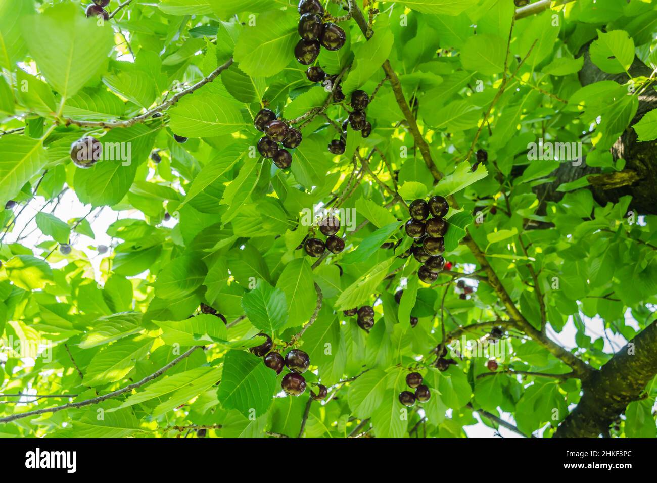 Ripe cherry fruits in the tree canopy, on a plantation Stock Photo - Alamy