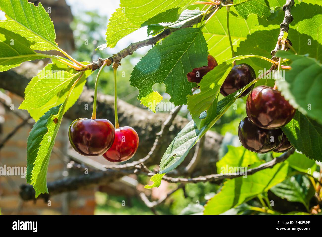 Ripe cherry fruits in the tree canopy, on a plantation Stock Photo - Alamy
