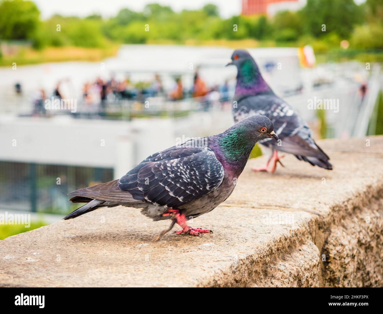 Wild city pigeons birds sitting on parapet outdoor in a cloudy day ...