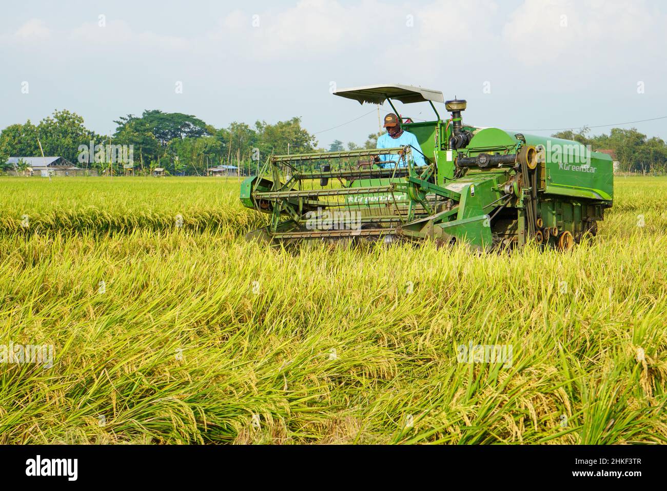Automatic rice harvester machine is being used to harvest the fields and it is ripe and yellow ...