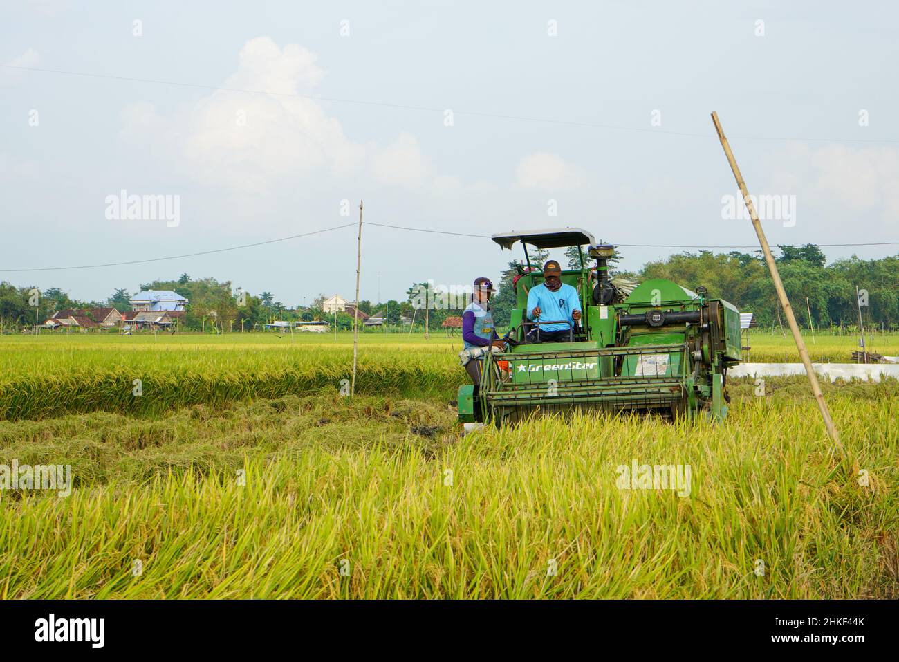 Automatic rice harvester machine is being used to harvest the fields ...
