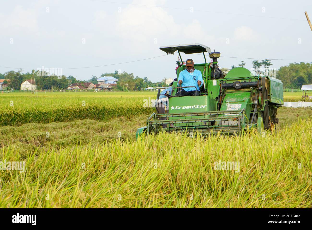 Automatic rice harvester machine is being used to harvest the fields ...