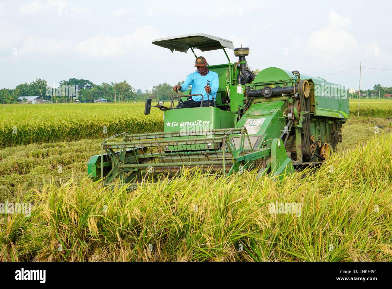 Automatic rice harvester machine is being used to harvest the fields ...
