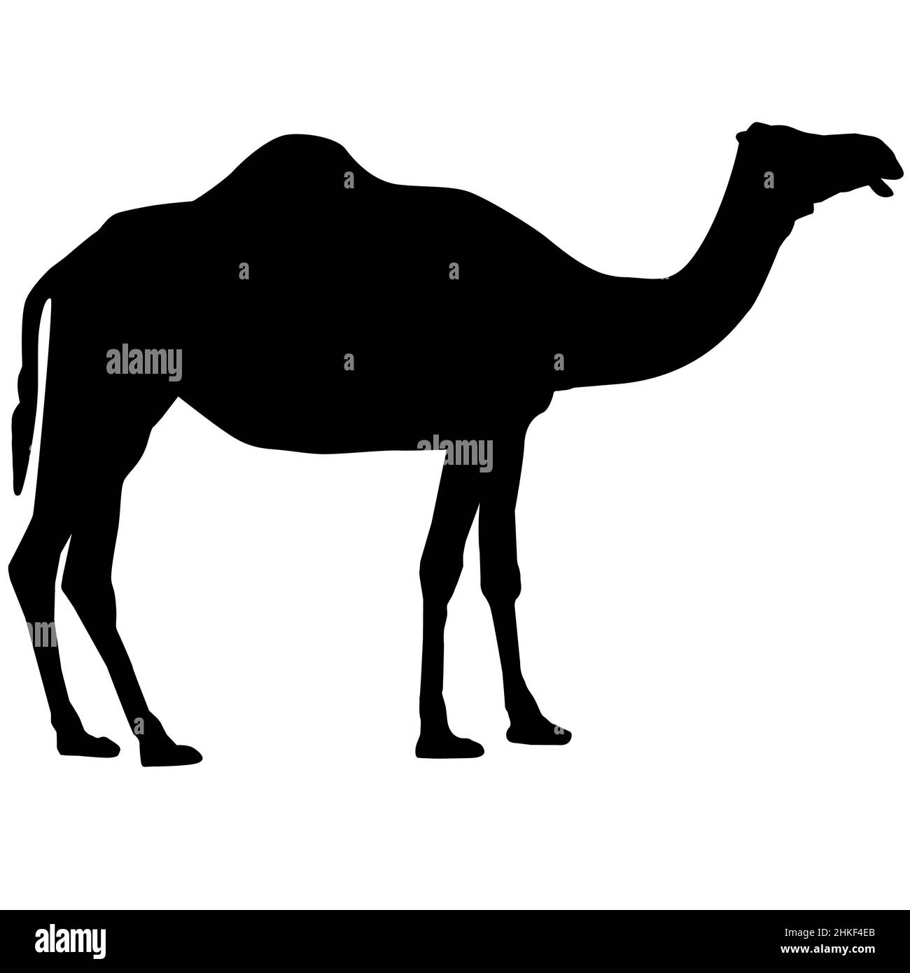 camel icon on white background. camel sign. flat style Stock Photo - Alamy