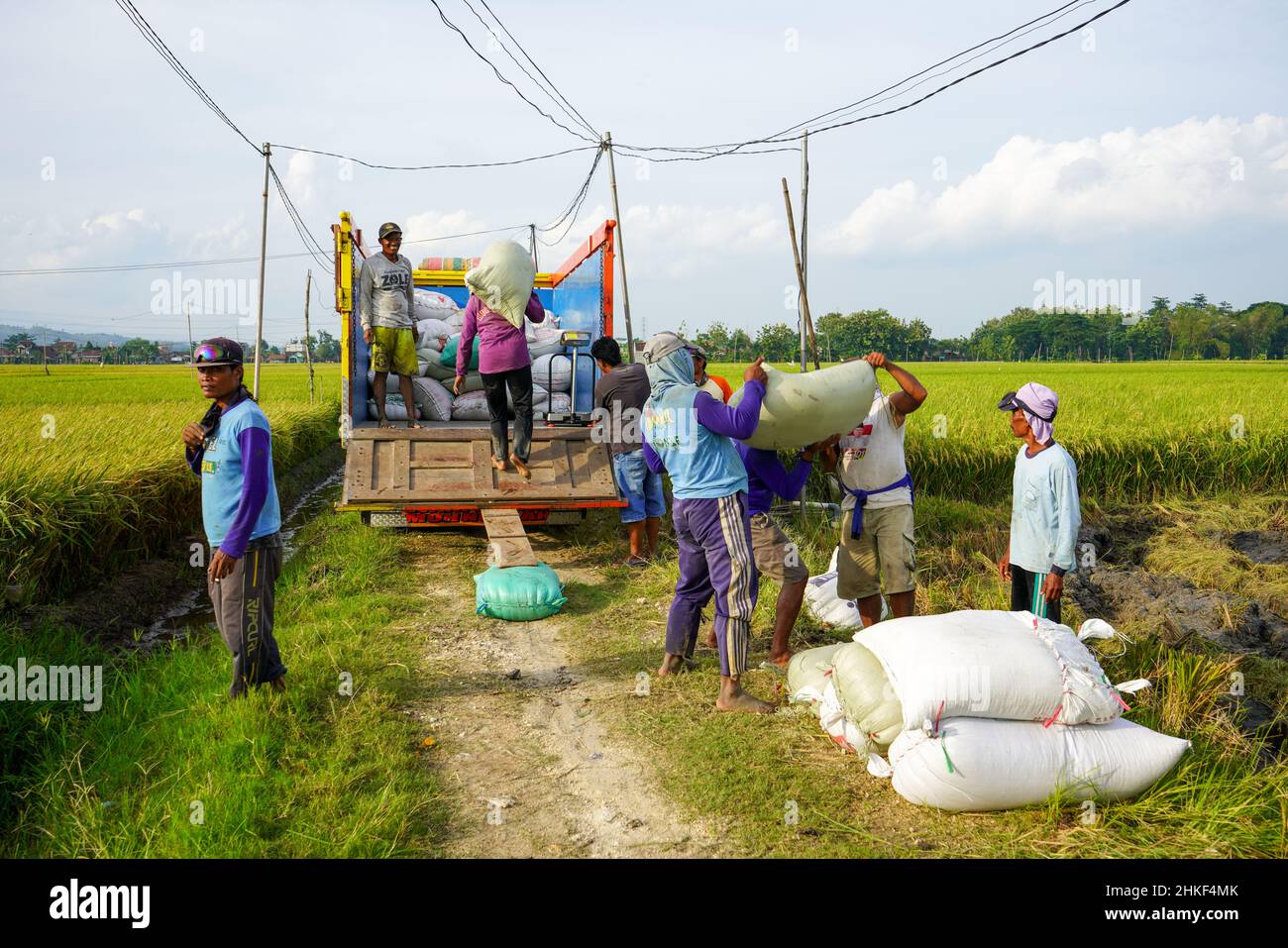 Pati, Indonesia - January, 2022 : The activities of farmers ...
