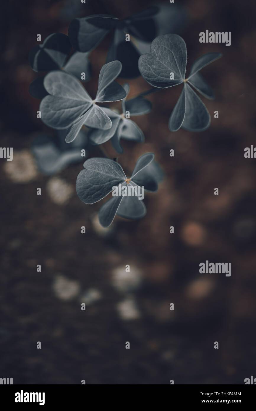 Shamrock leaf hi-res stock photography and images - Alamy