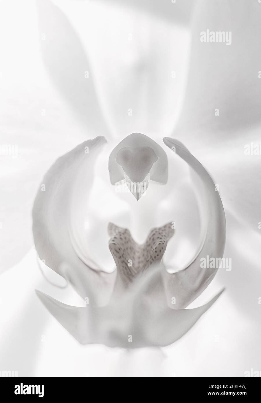 Orchid extreme macro hi-res stock photography and images - Alamy