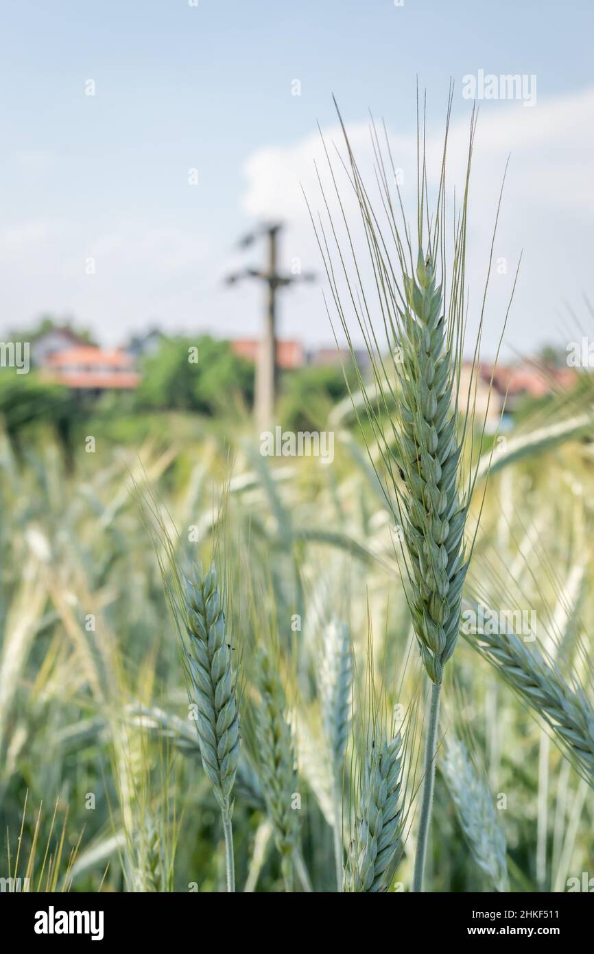 Flowering Phase of Wheat Plants Cultivated in the Farm Field Stock ...