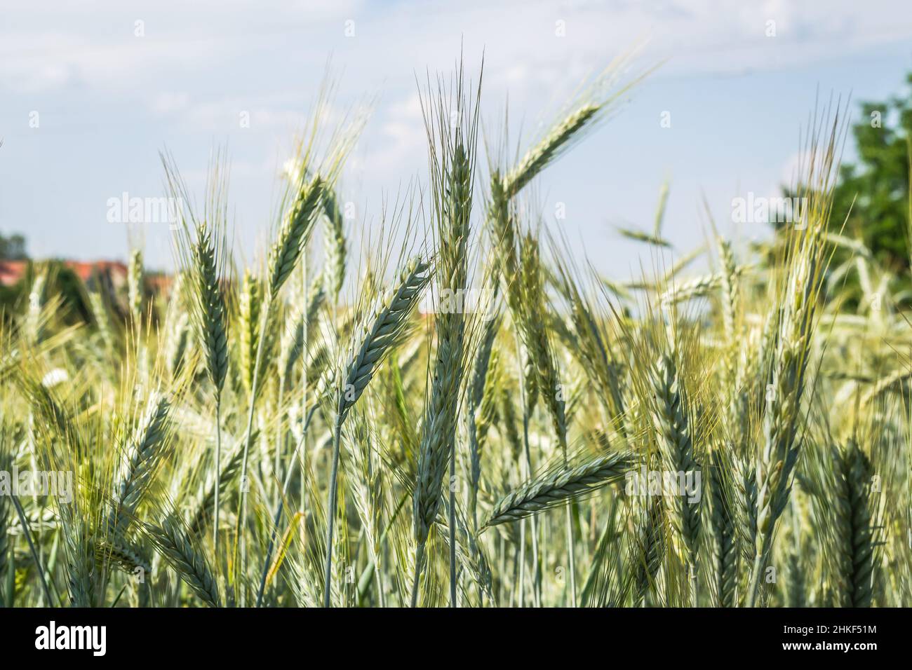 Flowering Phase of Wheat Plants Cultivated in the Farm Field Stock ...