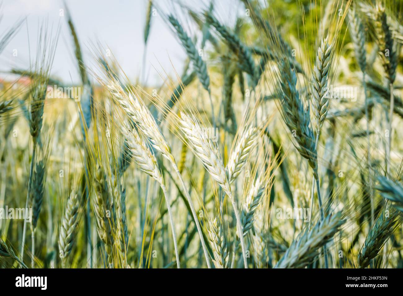 Flowering Phase of Wheat Plants Cultivated in the Farm Field Stock ...