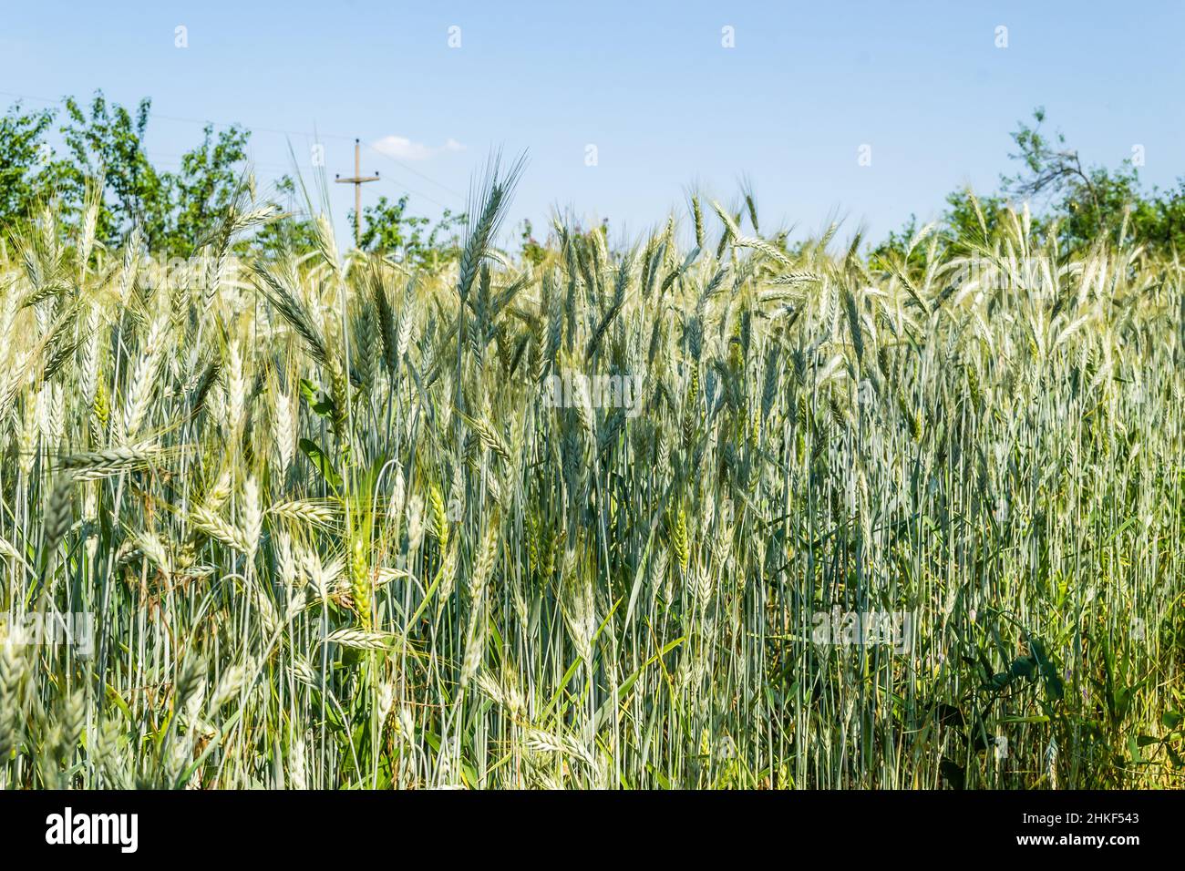 Flowering Phase of Wheat Plants Cultivated in the Farm Field Stock ...