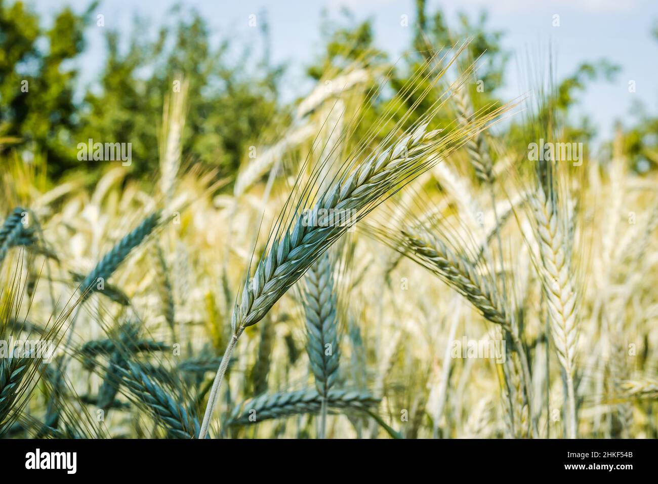 Flowering Phase of Wheat Plants Cultivated in the Farm Field Stock ...