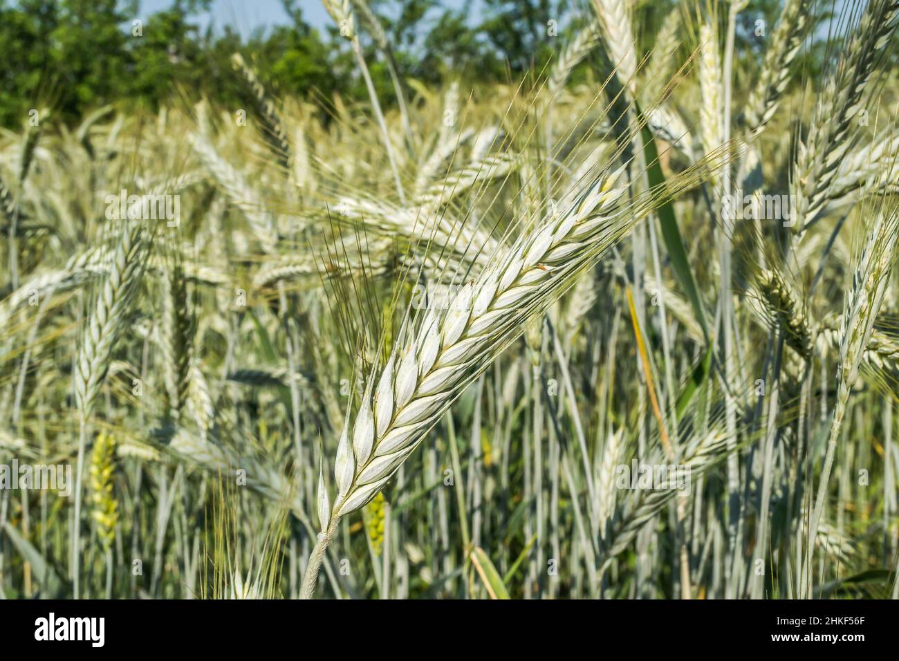Flowering Phase of Wheat Plants Cultivated in the Farm Field Stock ...