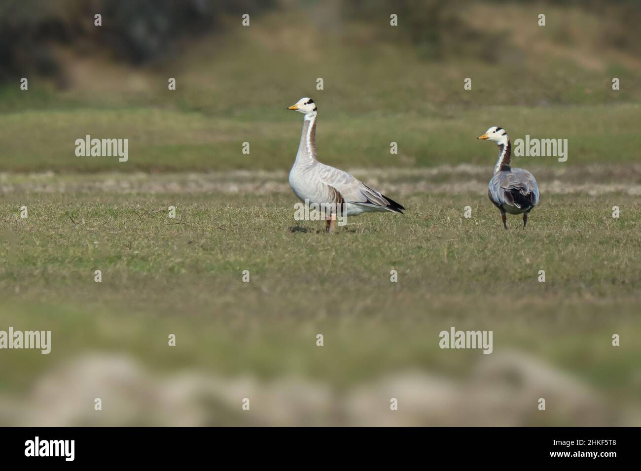 Bar headed goose bird (Anser indicus Stock Photo - Alamy