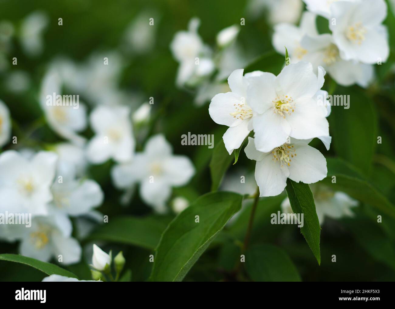 Jasmine wallpaper hi-res stock photography and images - Alamy