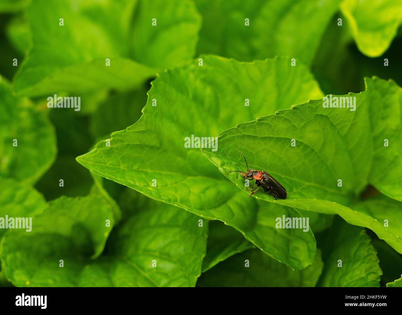 Cereal leaf beetle (Oulema melanopus) on the cereal leaf Stock Photo ...