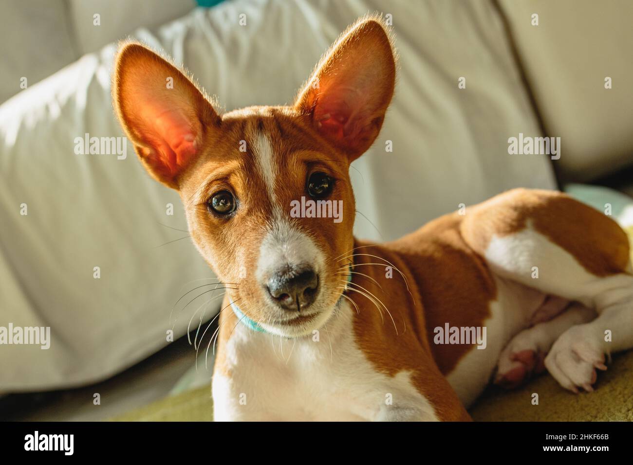 Basenji dog puppy close up portrait looking front at camera Stock Photo ...