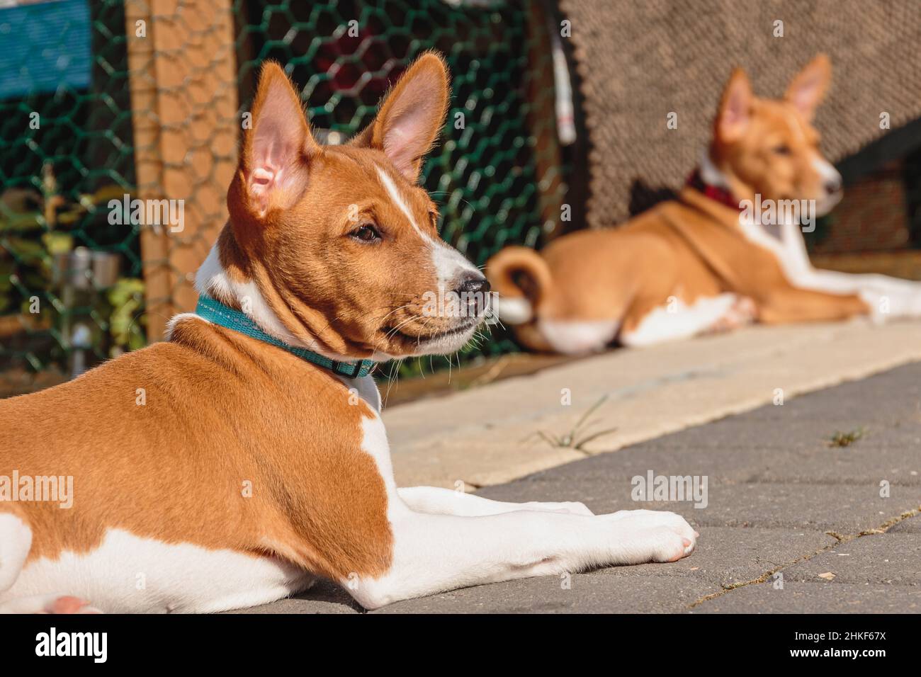 Two basenji puppies siting together and watching on the side Stock ...