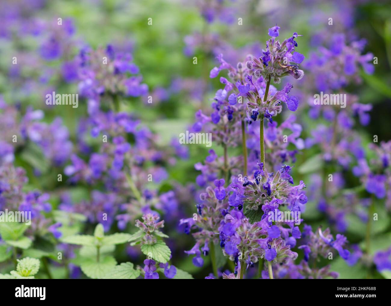 Feline mint variety with blue flowers Stock Photo - Alamy