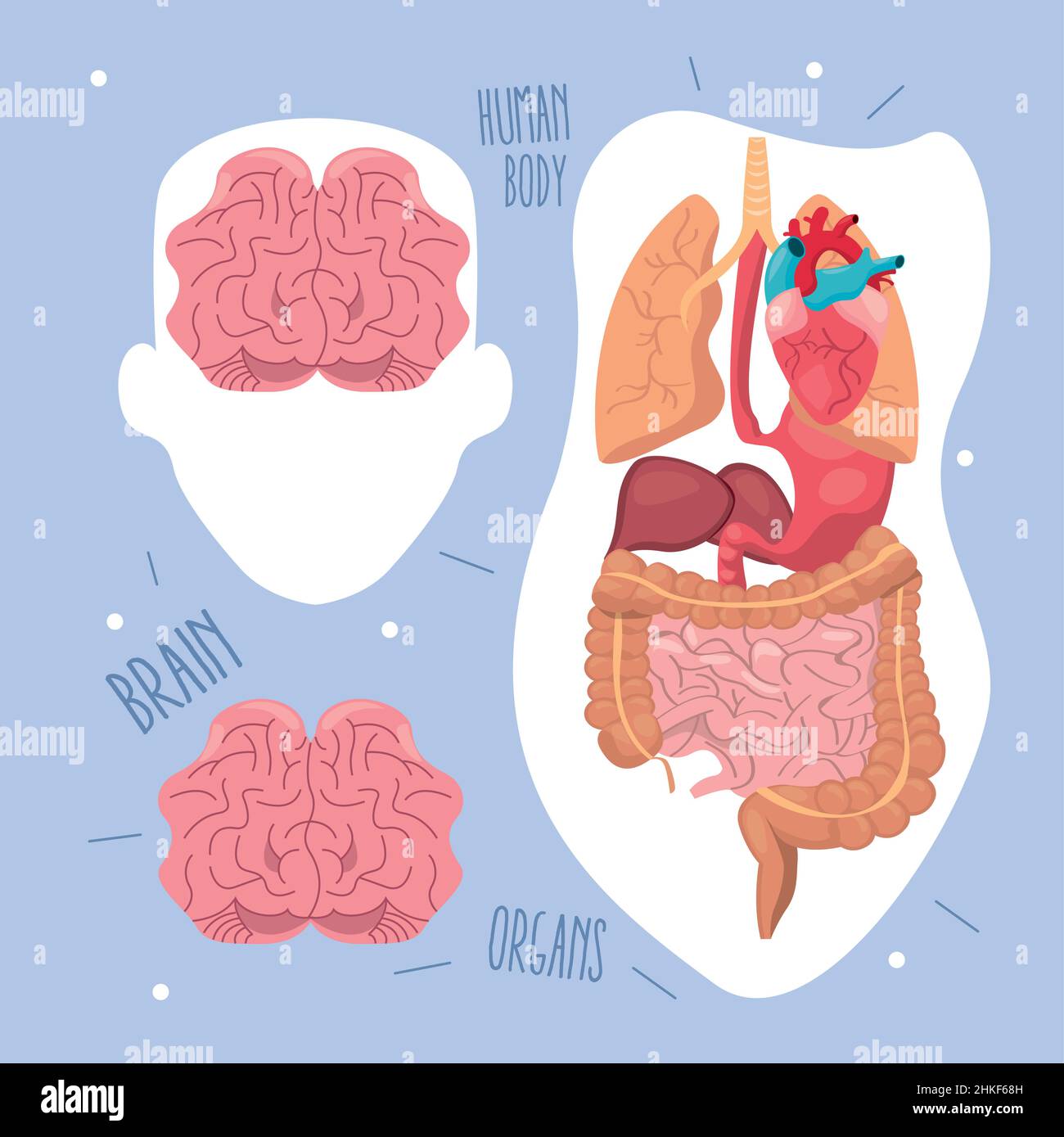 Human organs and brains Stock Vector Image & Art - Alamy