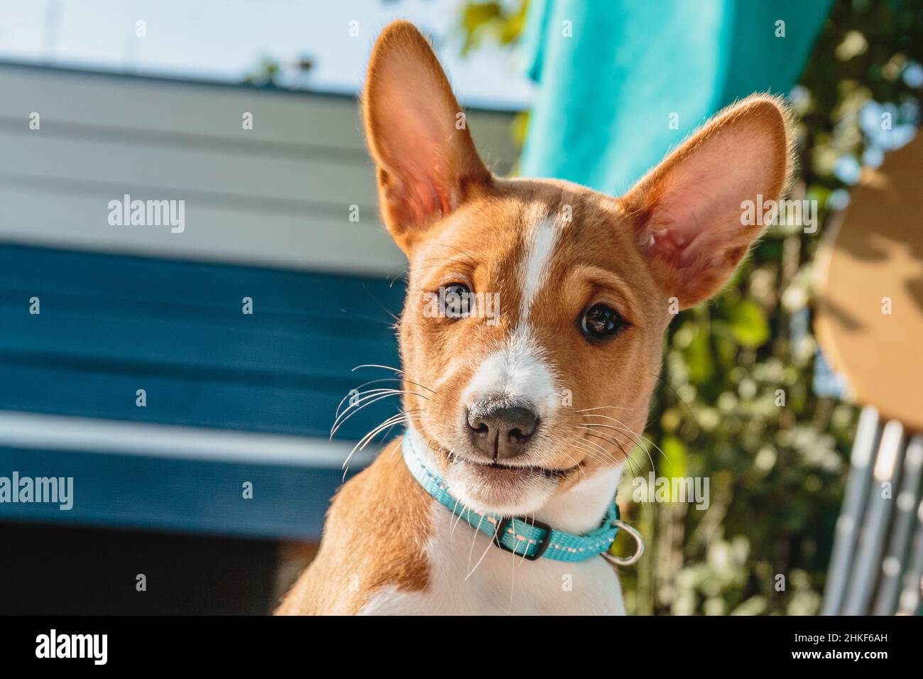 Basenji dog puppy close up portrait looking front at camera Stock Photo ...