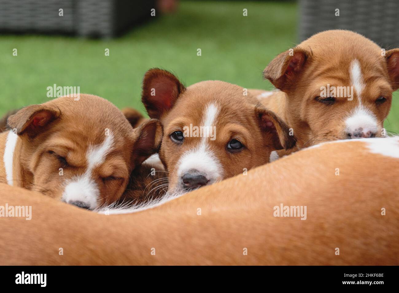 Basenji puppies laying together at home on green background Stock Photo ...