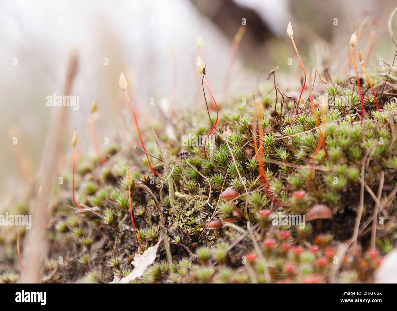 Red stem moss hi-res stock photography and images - Alamy