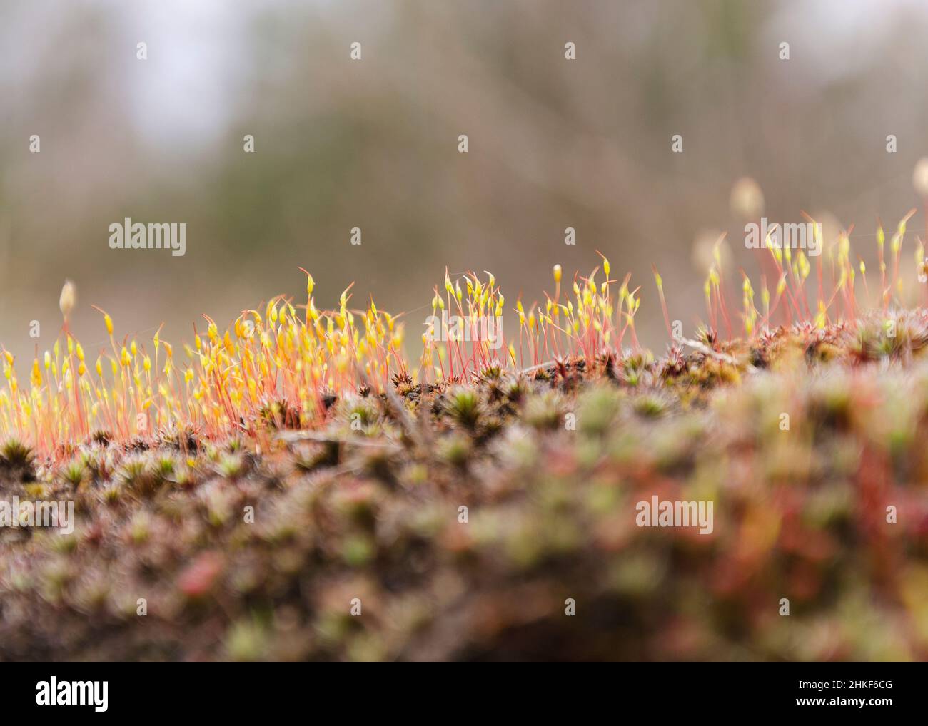 Long lush moss in the forest 4 Stock Photo - Alamy
