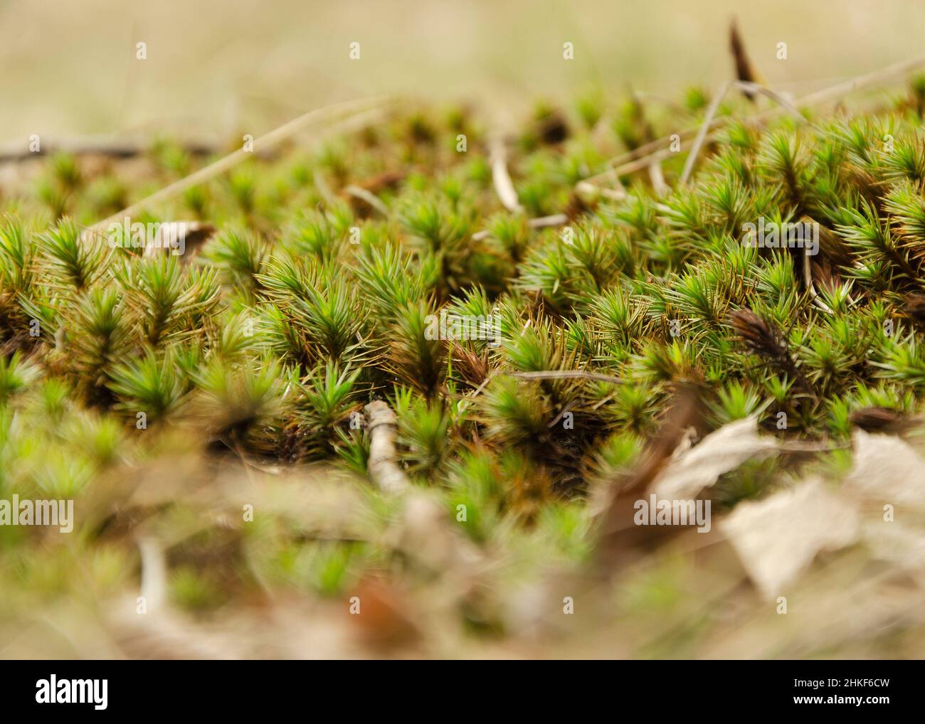 Long lush moss in the forest 5 Stock Photo - Alamy