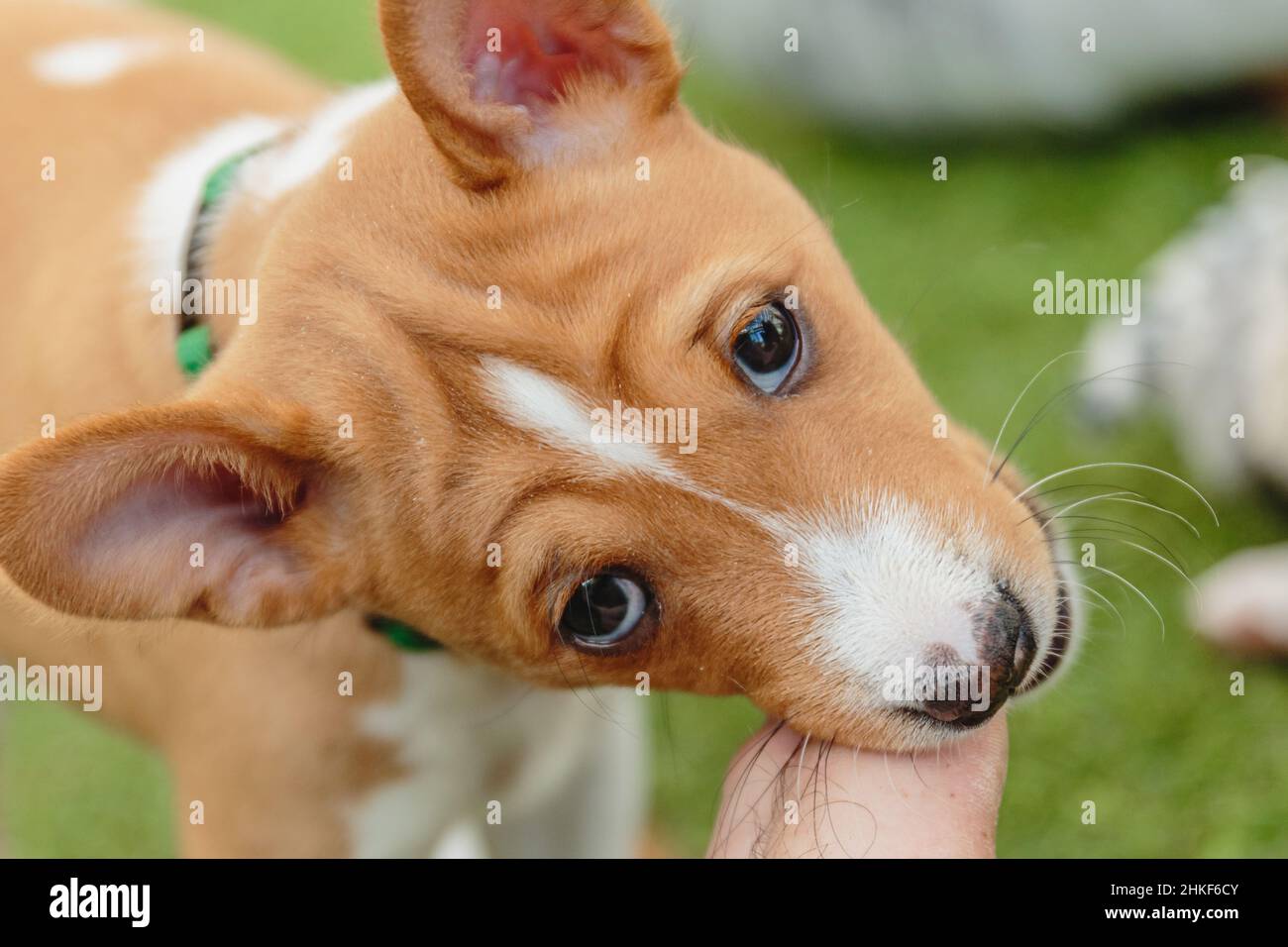 Basenji dog puppy close up portrait looking front at camera Stock Photo ...