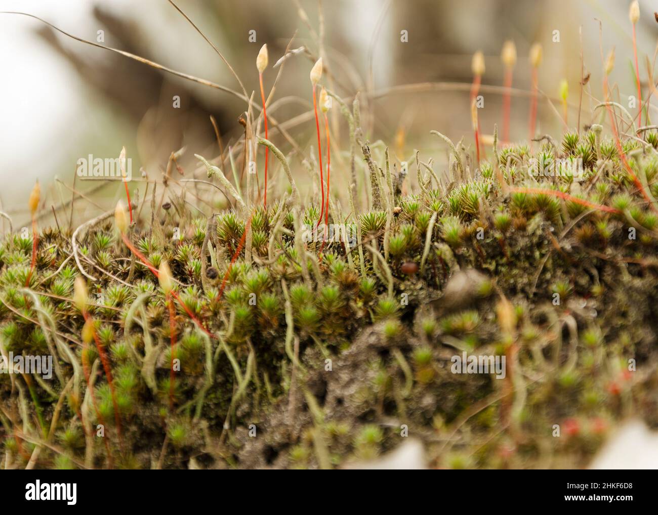 Long wild stem flower hi-res stock photography and images - Alamy