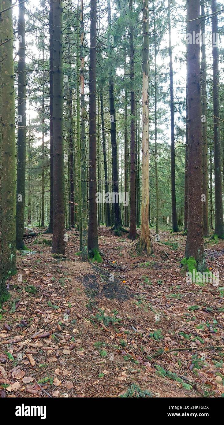 Walking in the wood lands Stock Photo - Alamy